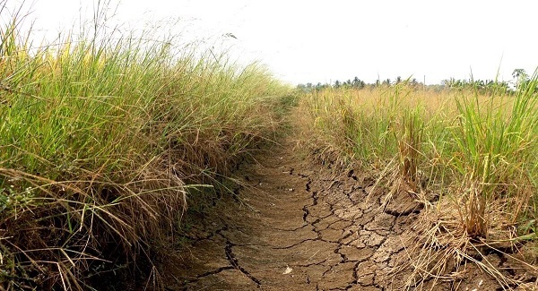 Đất phèn và đất mặn là gì? Nguyên nhân hình thành đất phèn, đất mặn